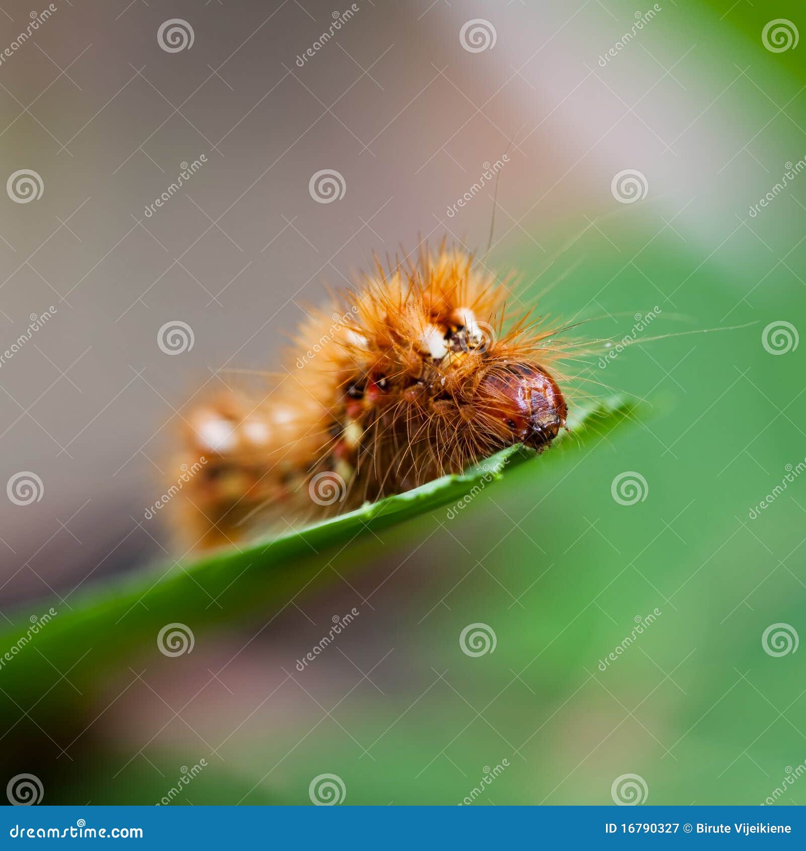 Knot Grass (Acronicta Rumicis) Stock Image - Image of animal, moth ...