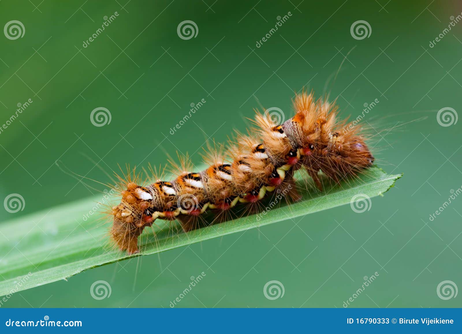Knot Grass (Acronicta Rumicis) Stock Image - Image of knot, insect ...
