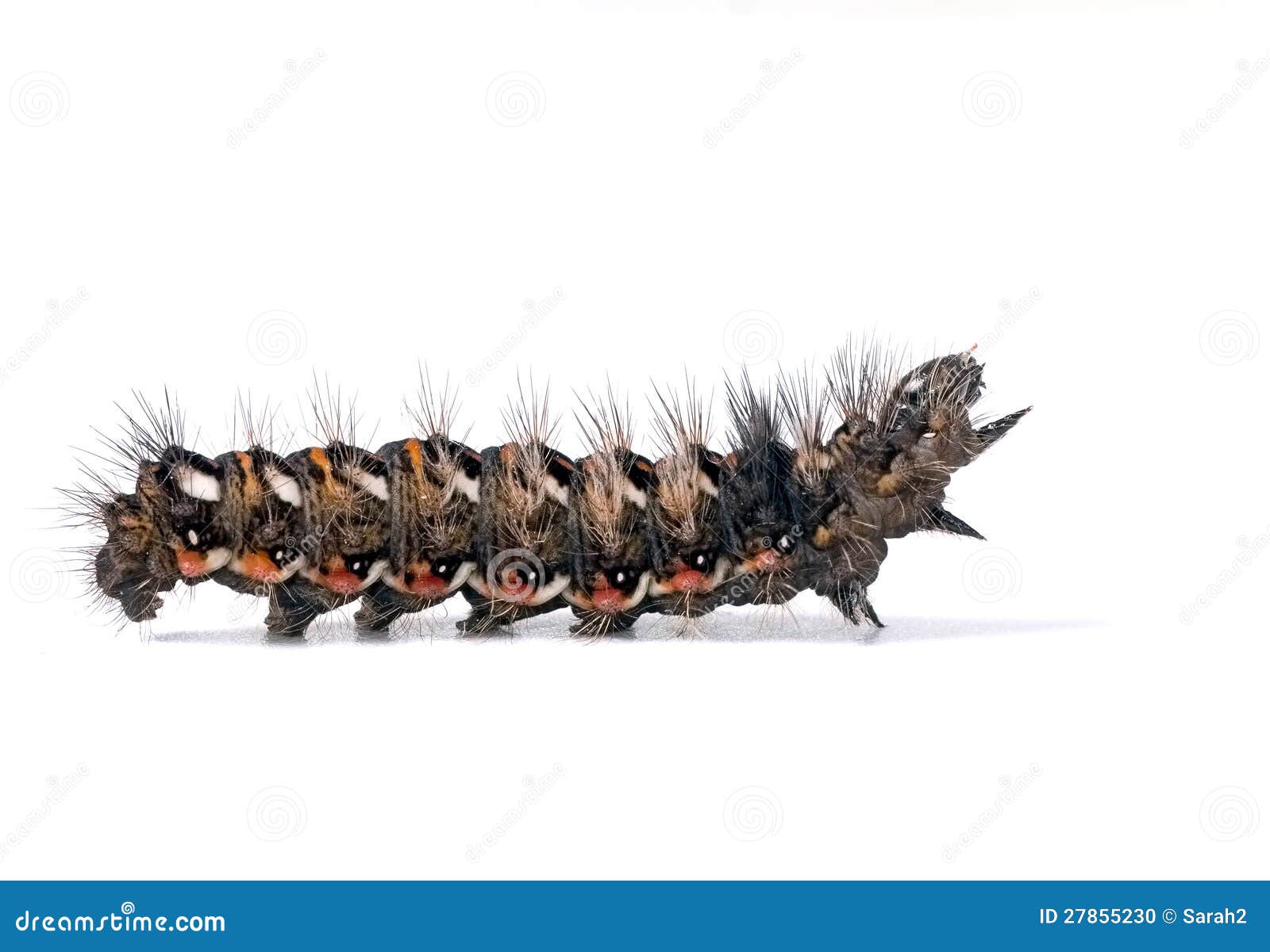 Knot Grass Moth Caterpillar - Acronicta Rumicis Stock Photo - Image of ...