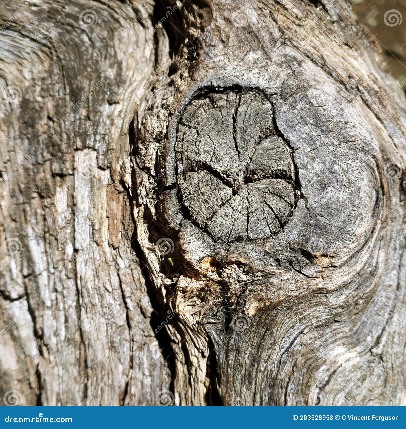 Knot In A Tree 01 Stock Photo | CartoonDealer.com #203528958