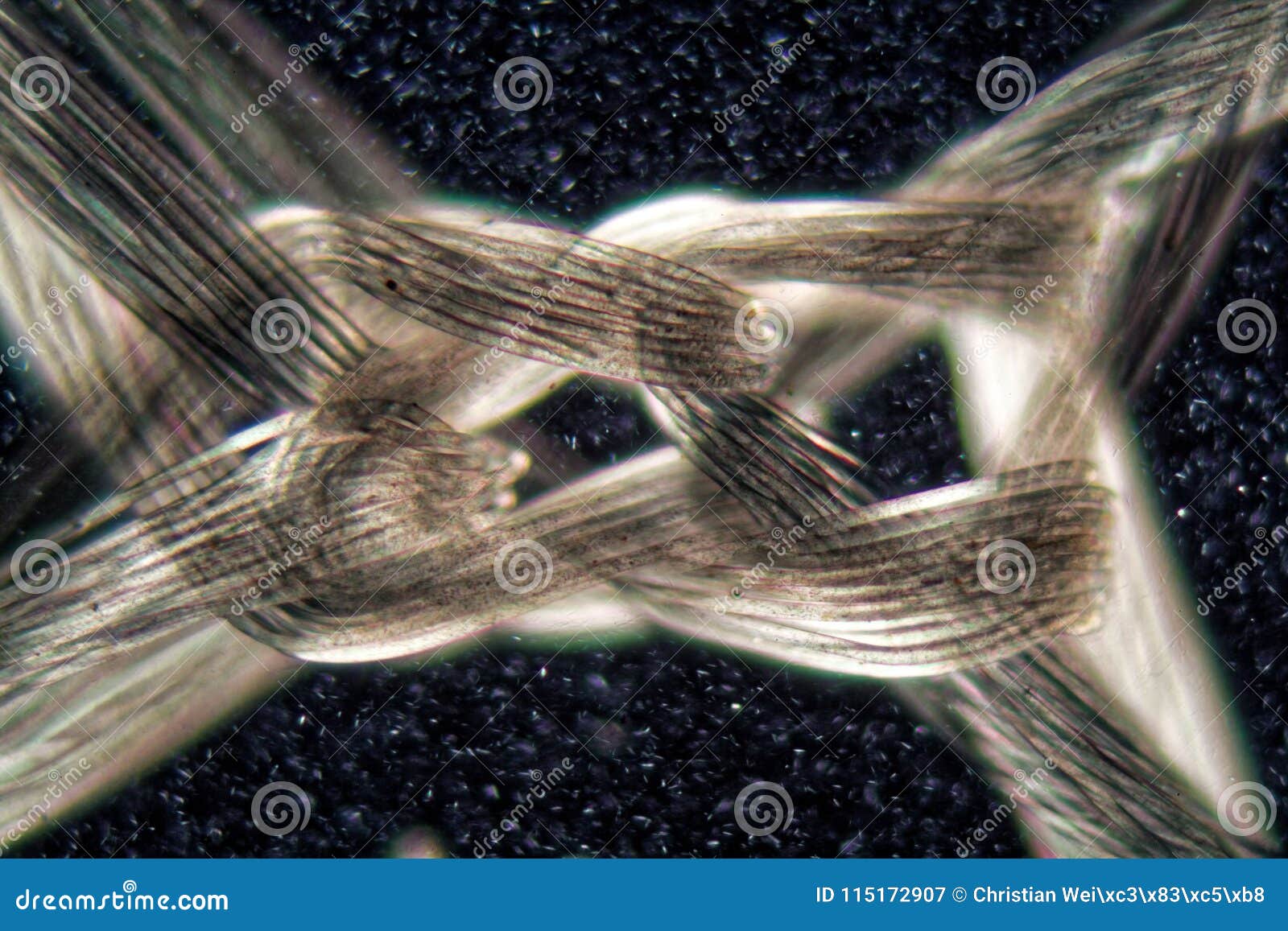 Nylon Fibers Under the Microscope and in Polarized Light. Stock Image ...