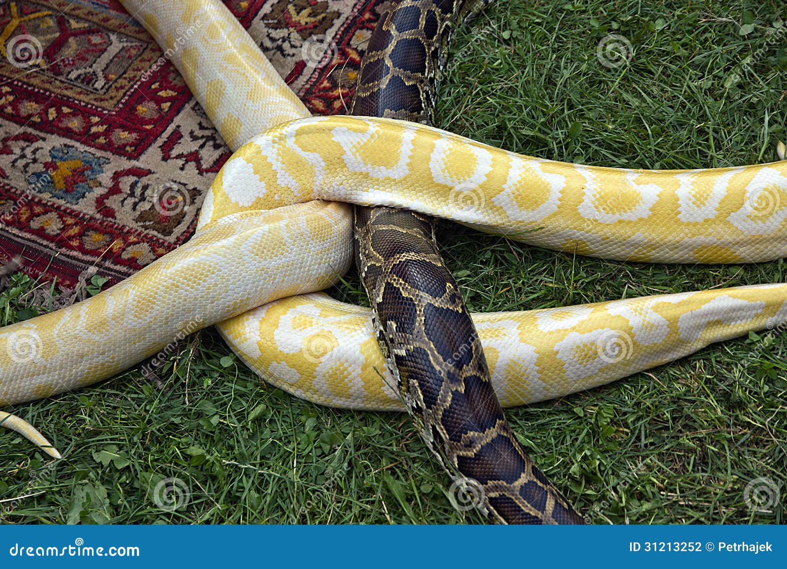 Knot of pythons stock photo. Image of knot, animal, colors - 31213252