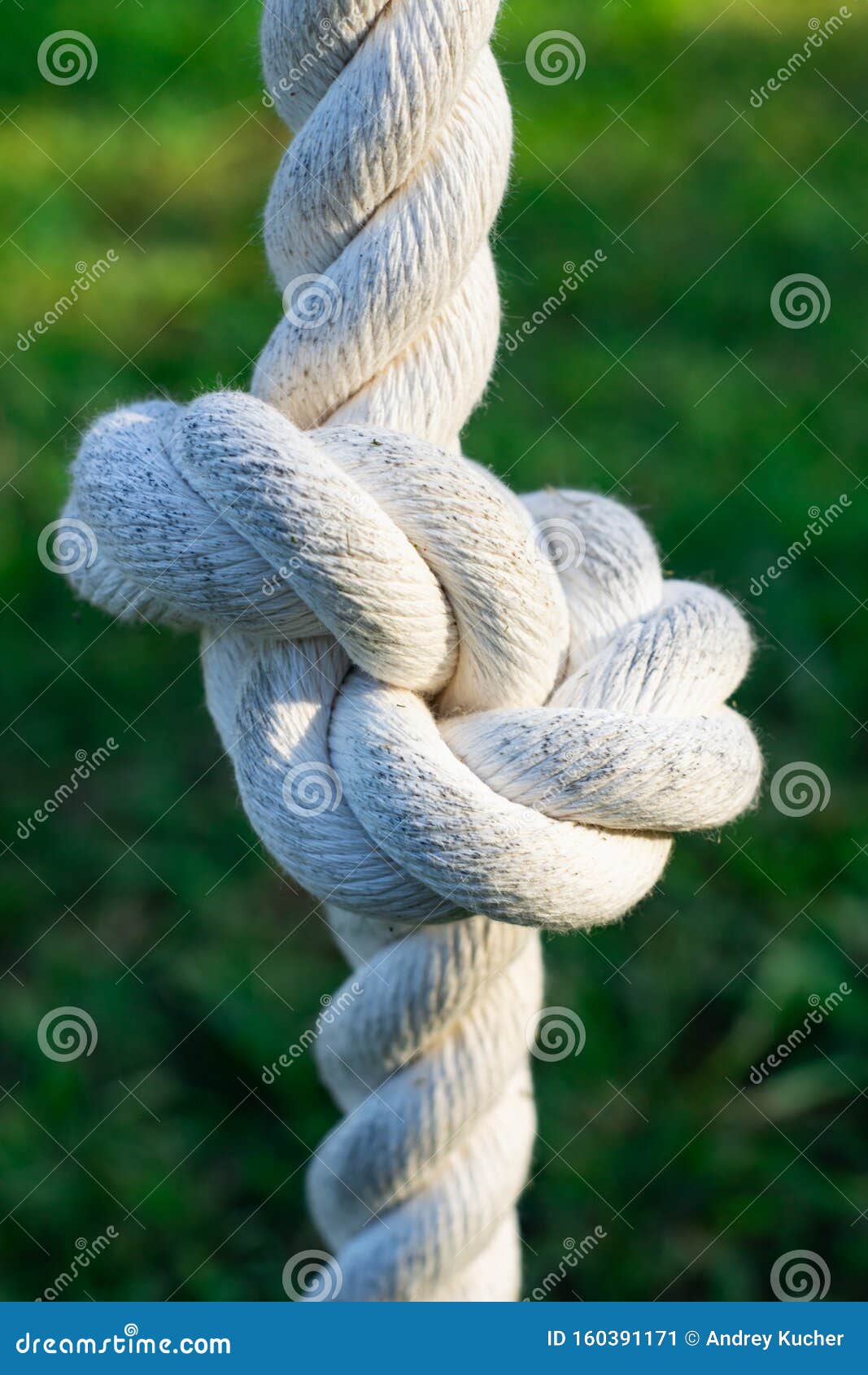 Knot Rope Knot Tied To a Tree Closeup Stock Image - Image of node, boat ...