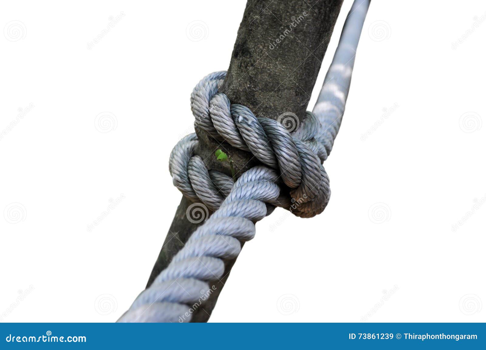 Knot rope in tree stock image. Image of knot, background - 73861239