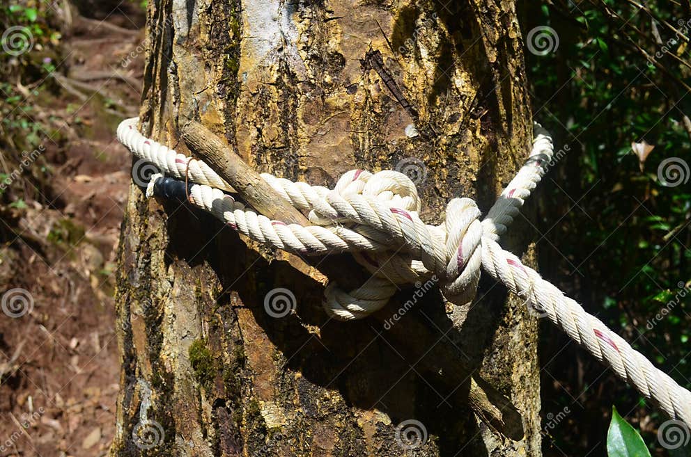 Knot rope on tree stock image. Image of tied, cable, climbing - 90672209