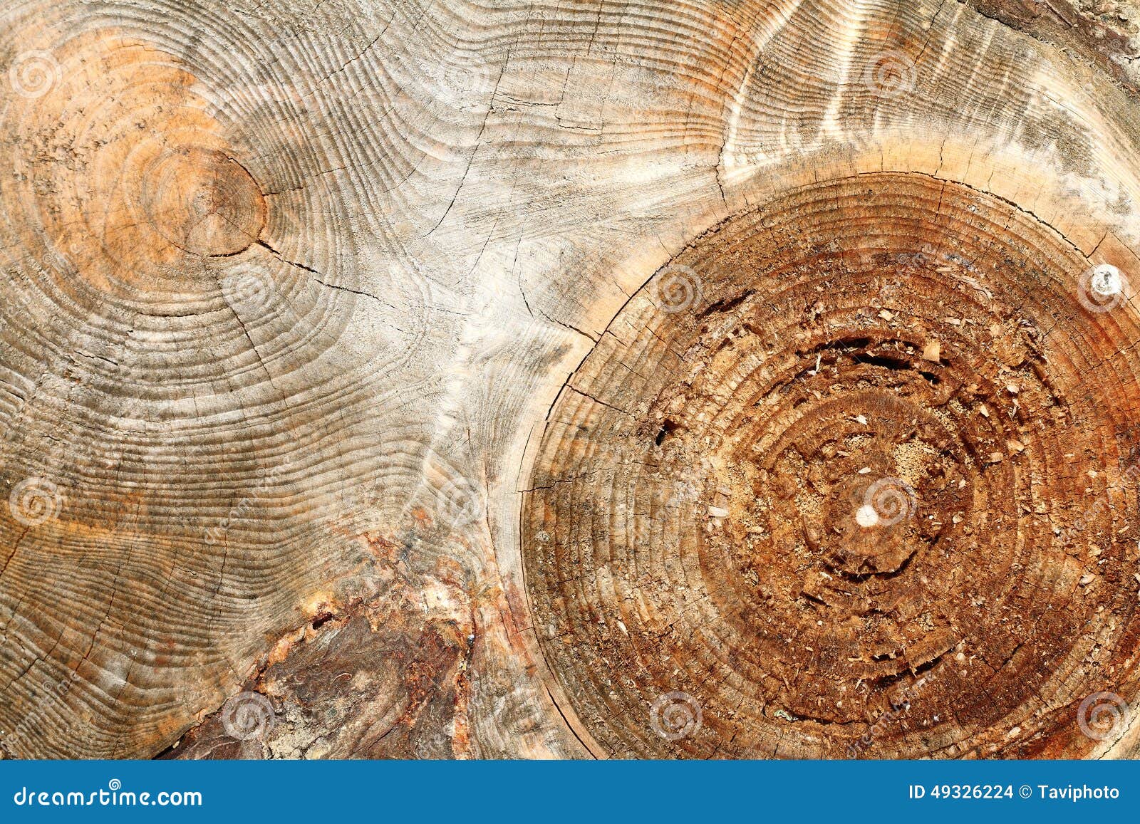 Spruce Board With Branch, Tendon Cut, Parallel To His Longitudinal Axis ...