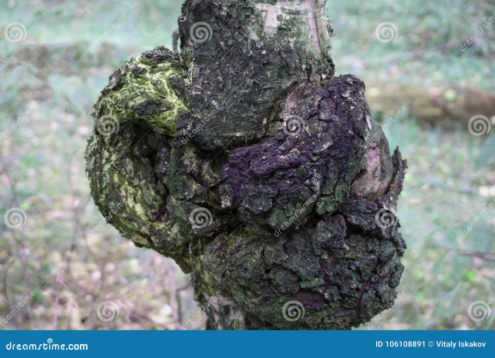 Knot In A Tree 01 Stock Photo | CartoonDealer.com #203528958