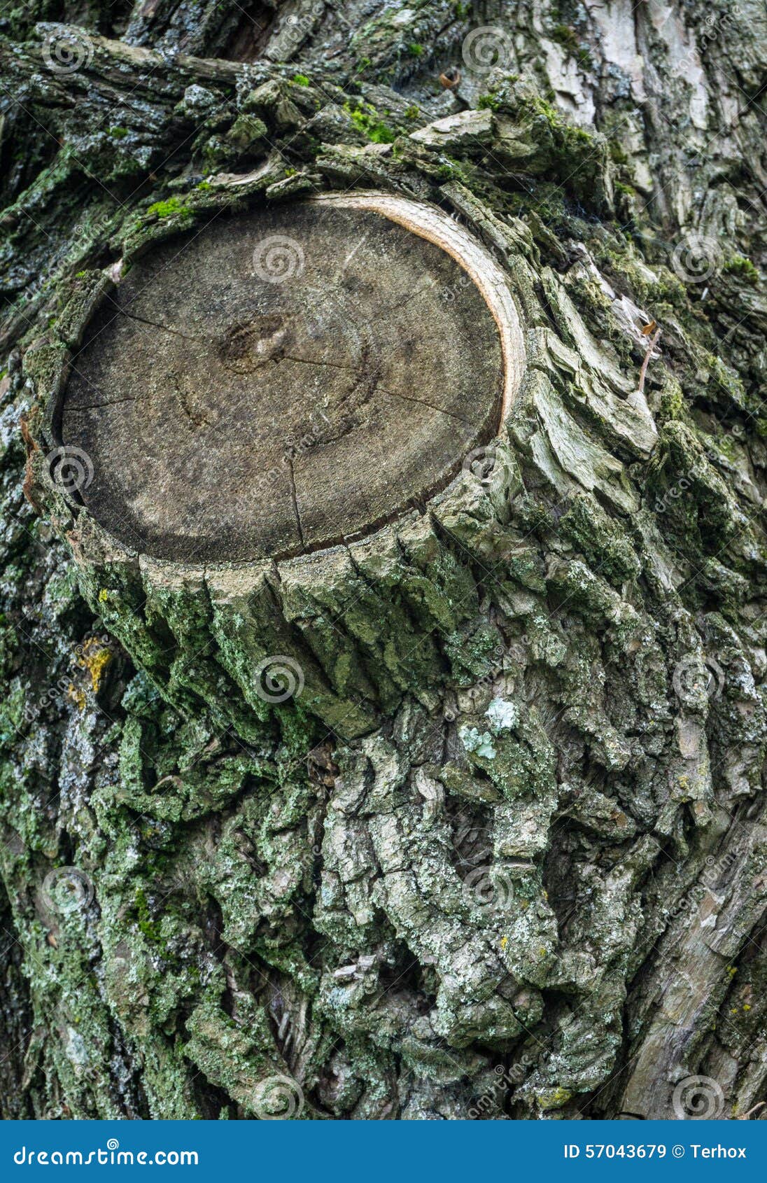 Knot in tree bark stock image. Image of worn, mossy, tree - 57043679