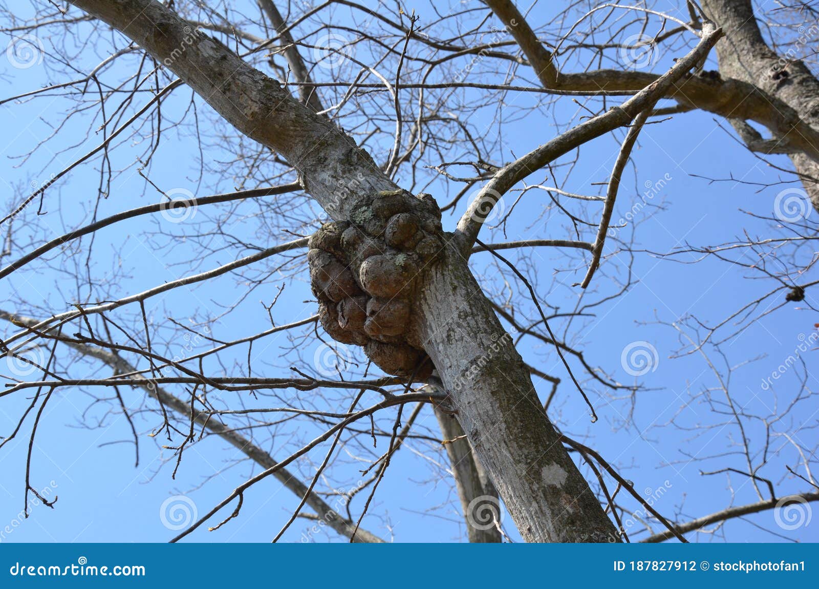 Knot in a Tree with Branches and Bark Stock Photo - Image of branches ...
