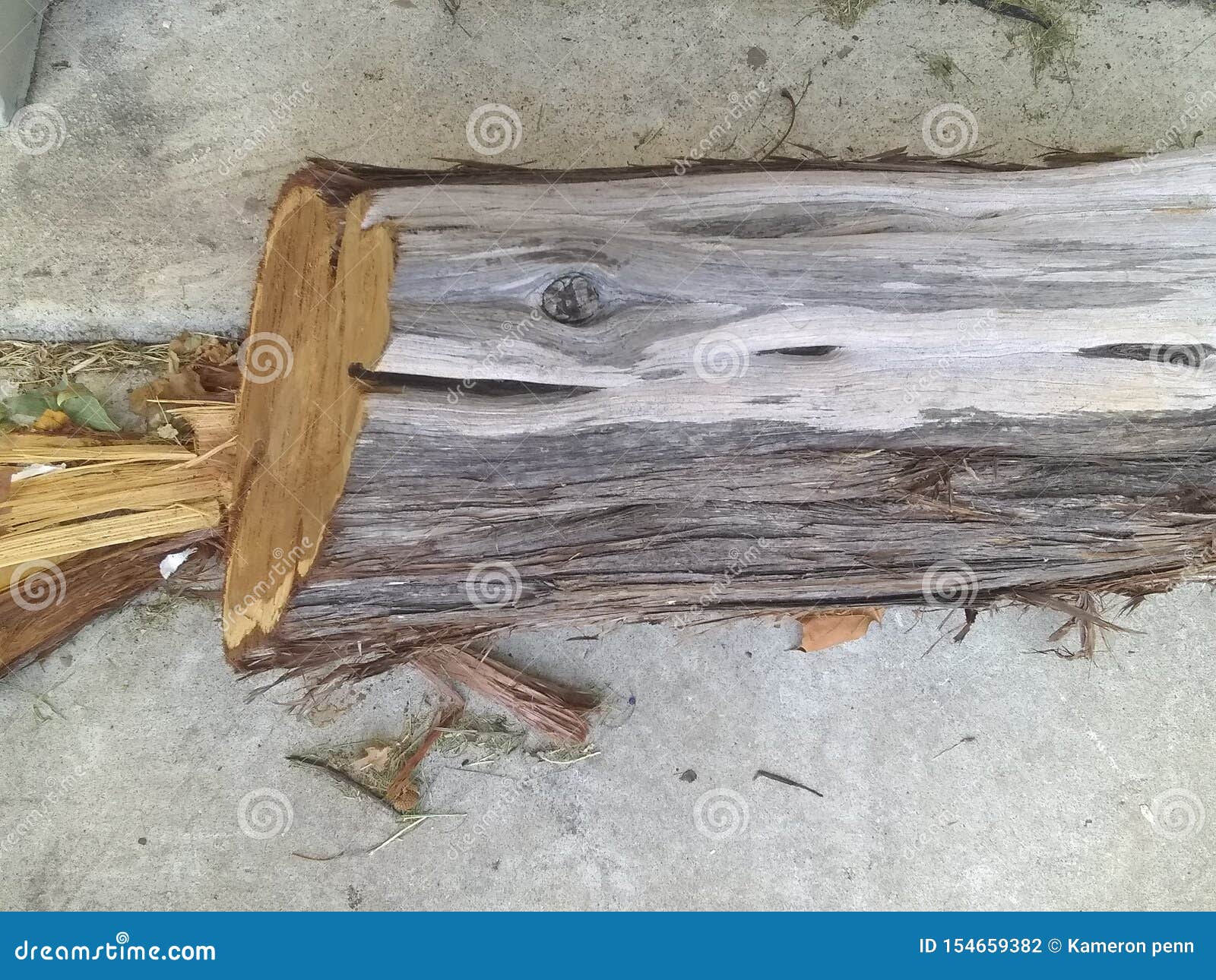 Knot in tree stock photo. Image of tree, knot, brown - 154659382