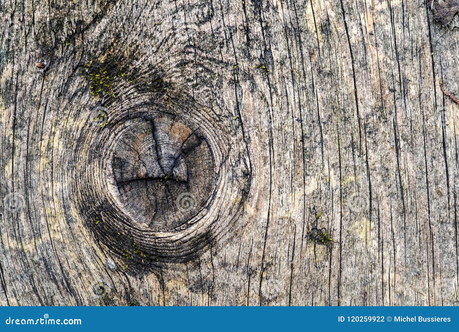 Knot and Wood Texture in a Tree Stock Photo - Image of pieces, stain ...