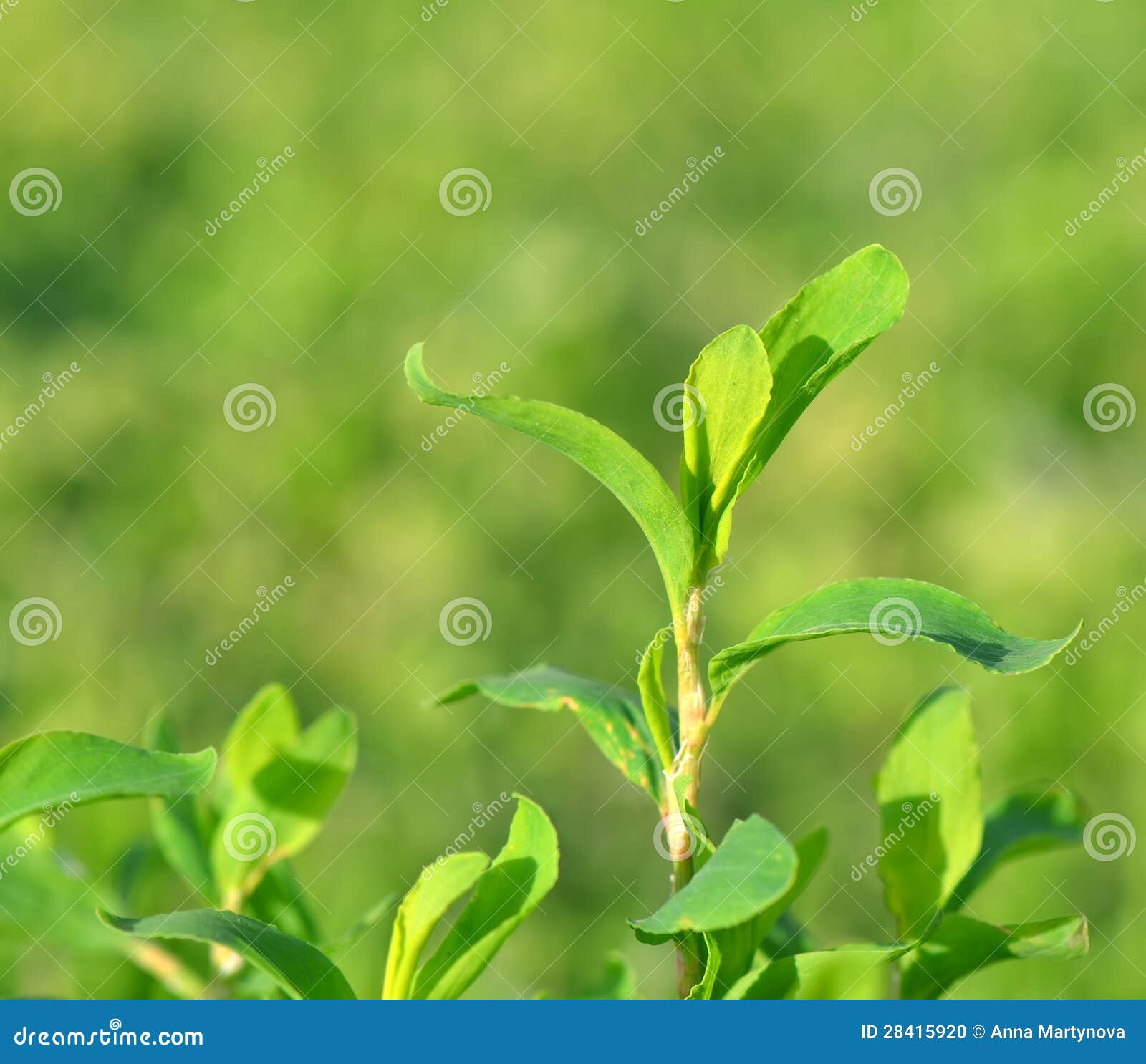 Knotgrass stock photo. Image of herb, knotweed, edible - 28415920