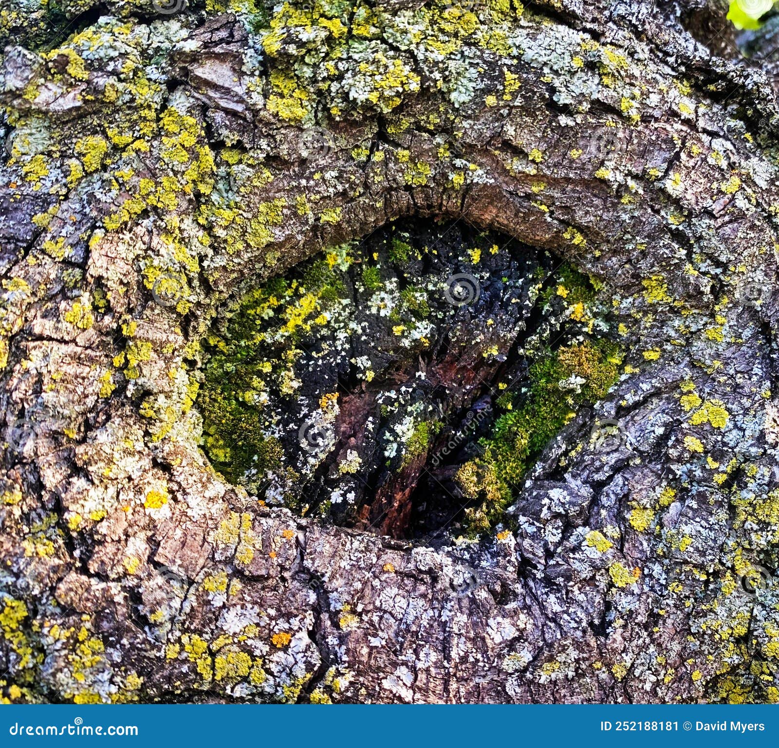 Knothole in a Mulberry Tree in Stillwater Oklahoma Stock Image - Image ...