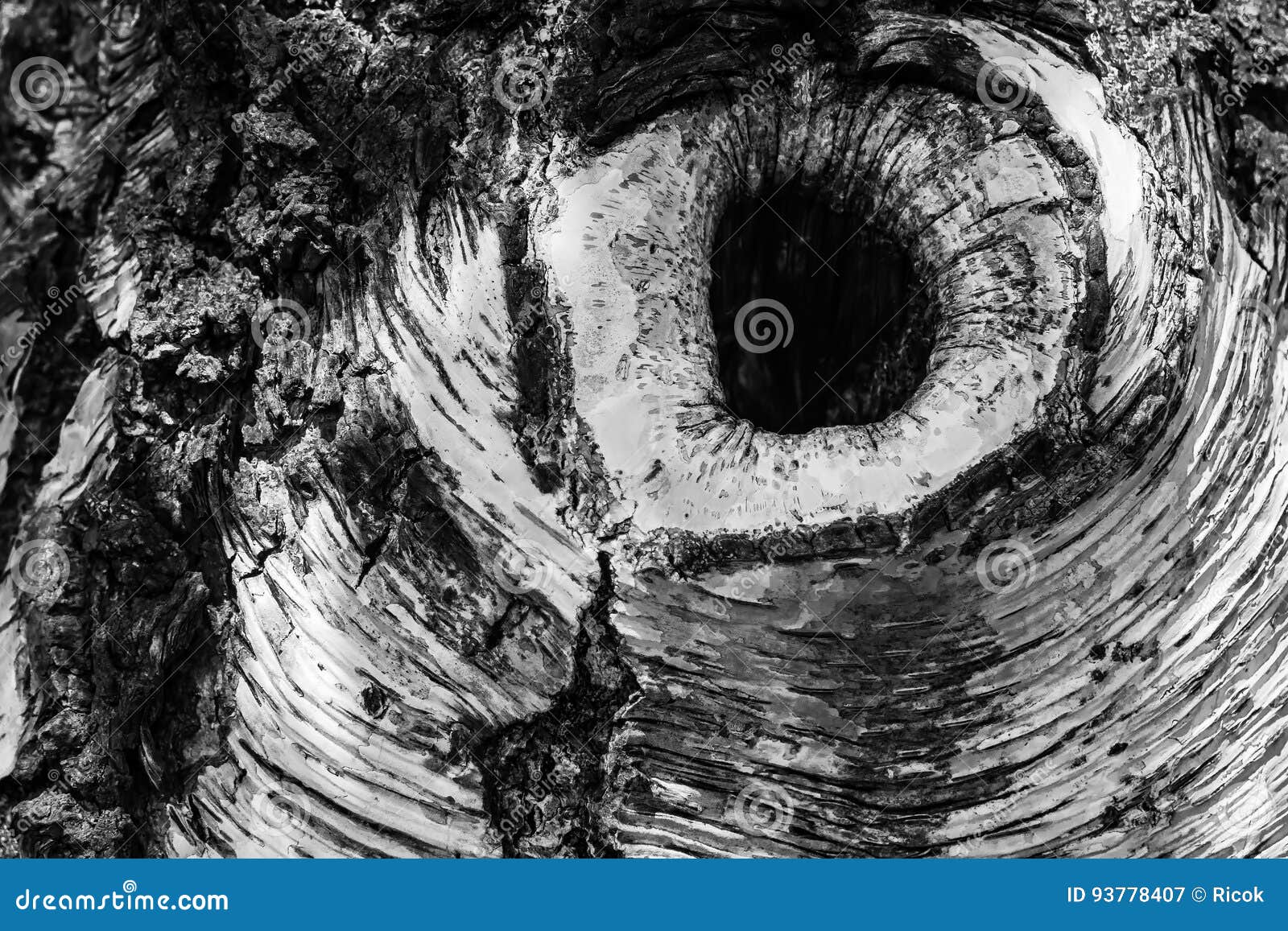 Knothole In Old Tree Stock Image | CartoonDealer.com #30356029