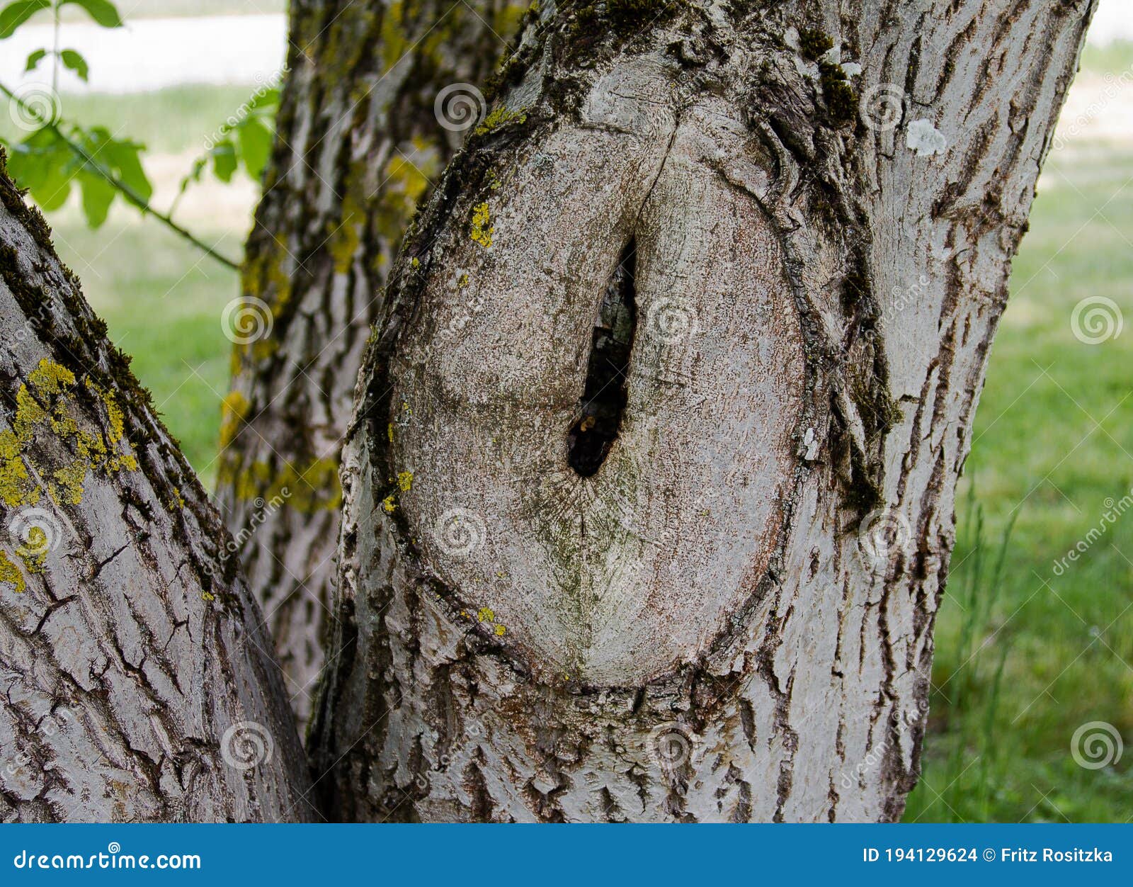 Knothole stock photo. Image of material, brittle, knothole - 194129624