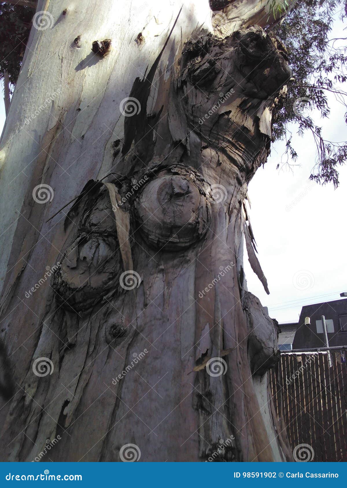 Knots in tree stock photo. Image of knot, bark, treesycamorecalifornia ...