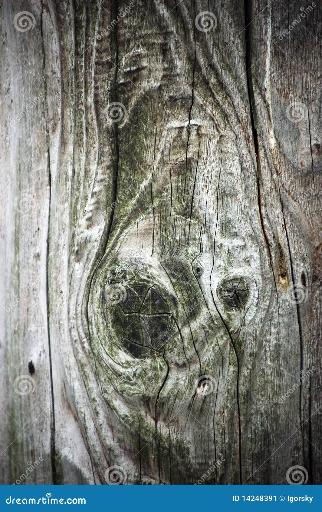 Knots on weathered stock image. Image of broken, background - 14248391