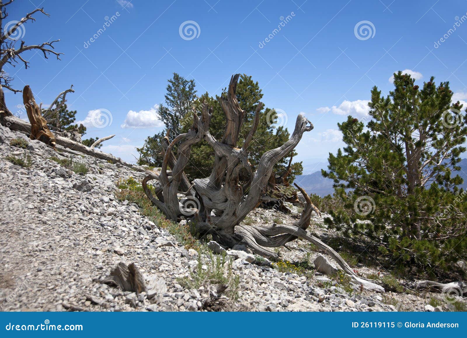 Knotted Bristle Cone Pine stock image. Image of natural - 26119115