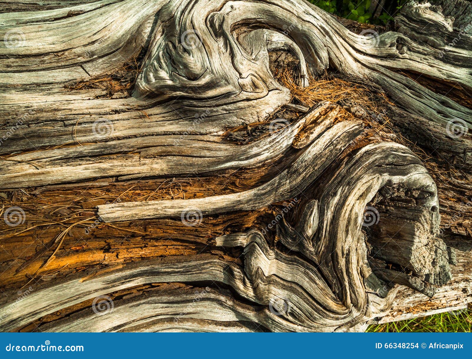 Knotted Decaying Tree Trunk Stock Photo - Image of decompose, twisted ...