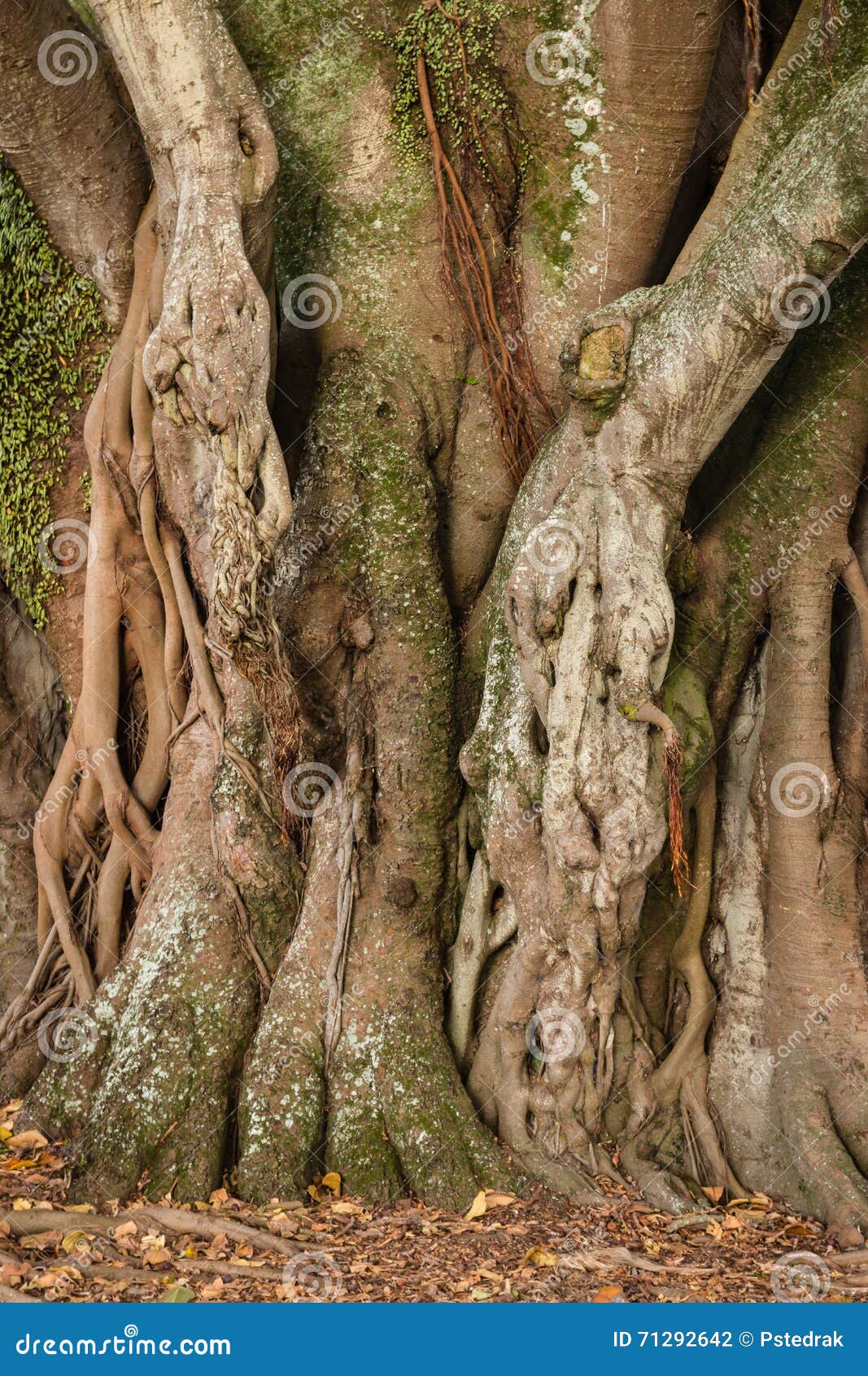 Knotted Ficus Tree Trunk and Aerial Roots Stock Photo - Image of bark ...