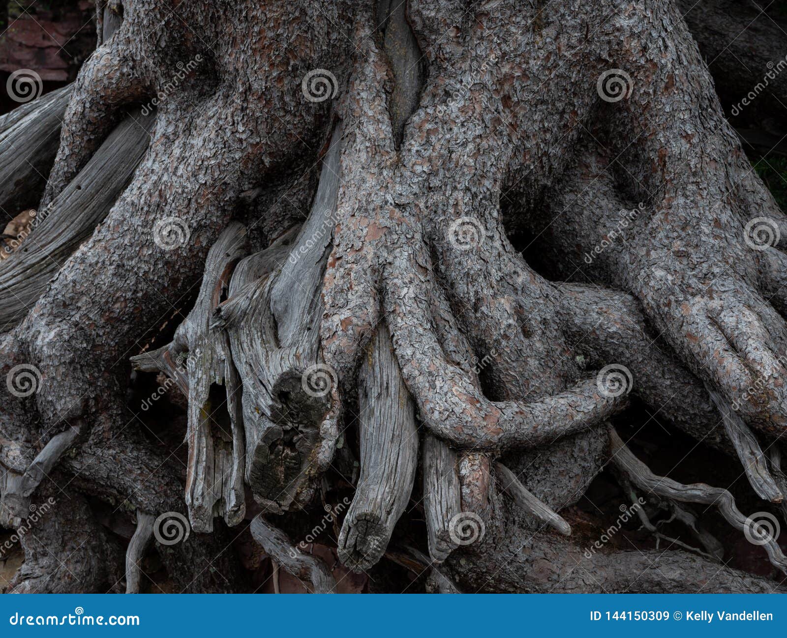 Knotted Mess of Tree Roots stock image. Image of tied - 144150309