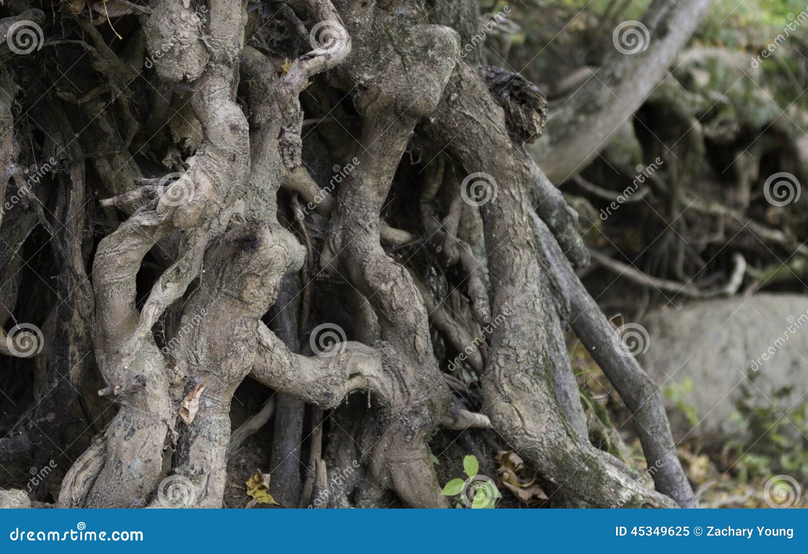 Spiry Roots Stock Photos - Free & Royalty-Free Stock Photos from Dreamstime