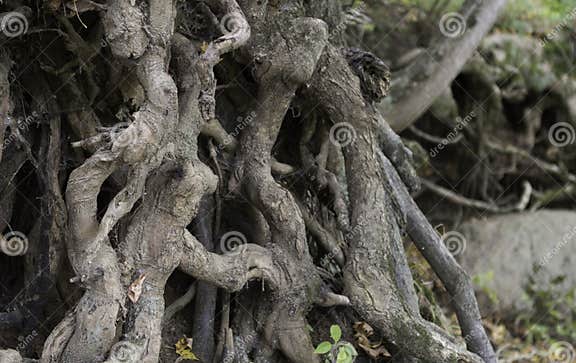 Knotted Roots stock image. Image of woods, brown, root - 45349625