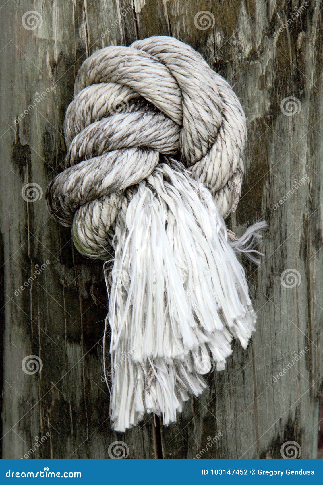 Knotted rope on post stock photo. Image of wood, ocean - 103147452