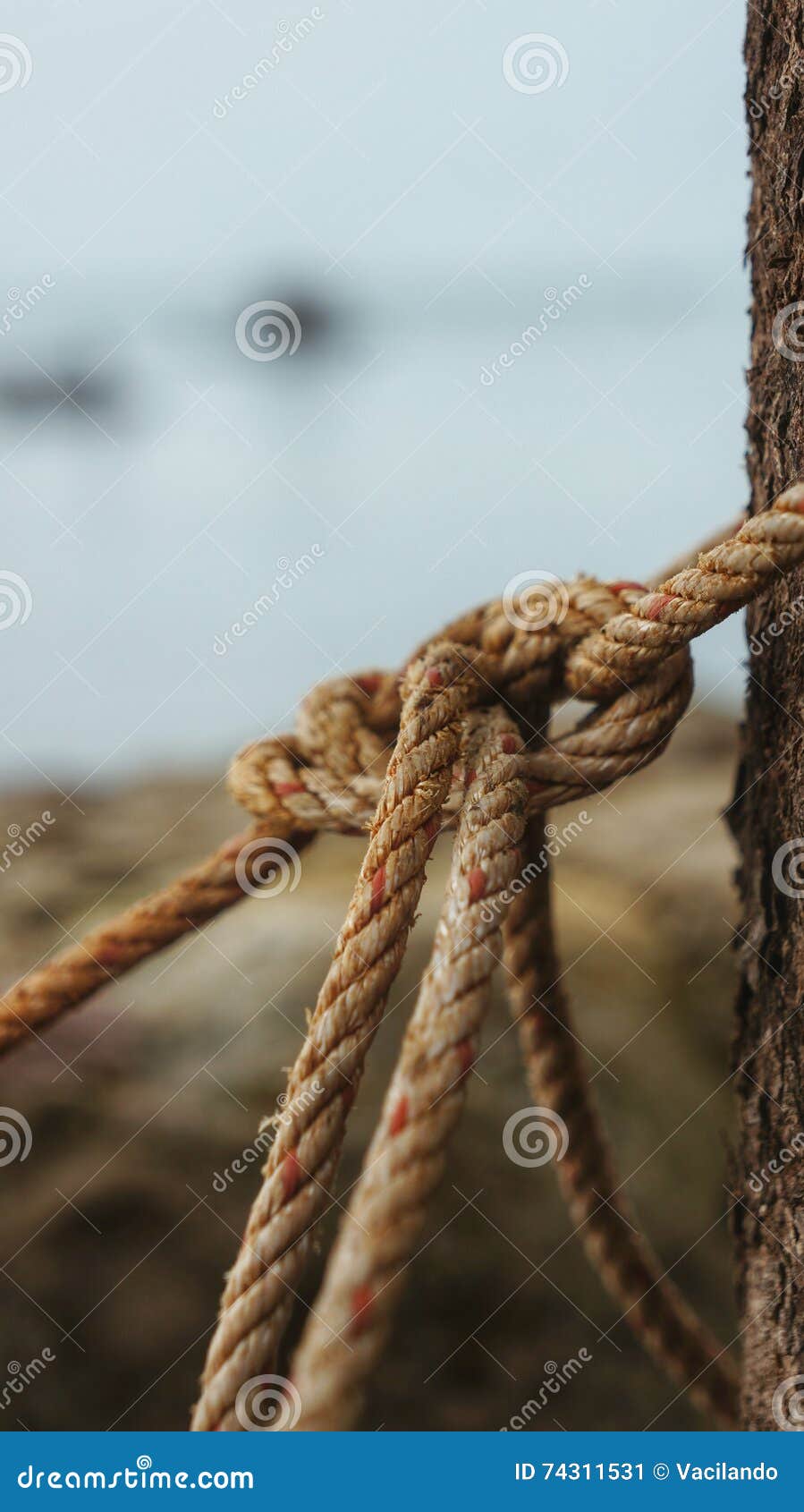 Knotted rope on a tree stock image. Image of ropes, climbing - 74311531