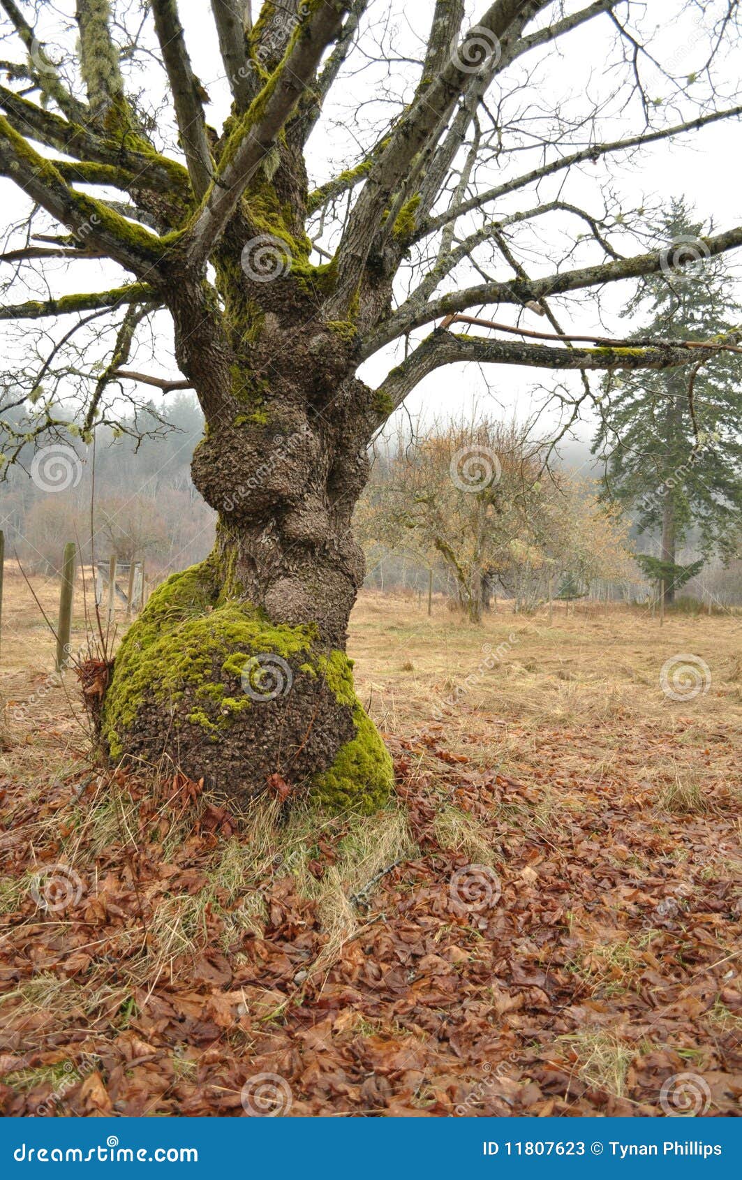 Knotted Tree (Acer Macrophyllum) Stock Image - Image of leaves, tree ...