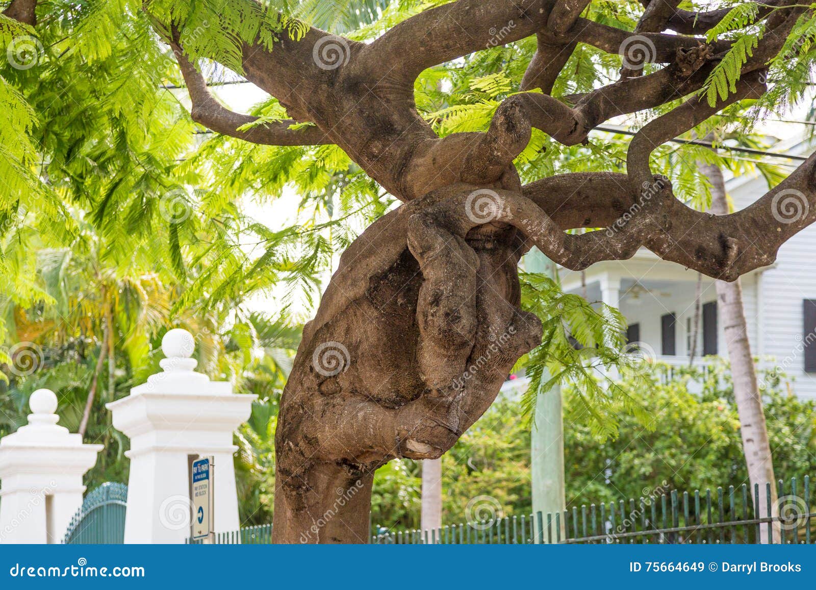 Knotted Tree in Florida stock image. Image of gnarled - 75664649