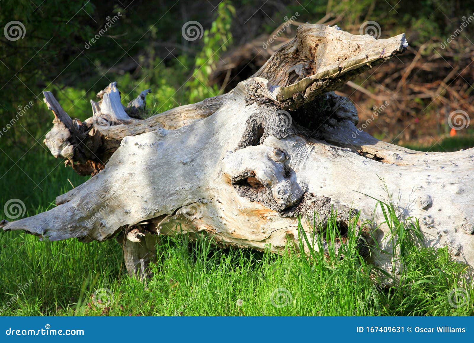 Knotted tree outdoors. stock image. Image of tree, lumber - 167409631