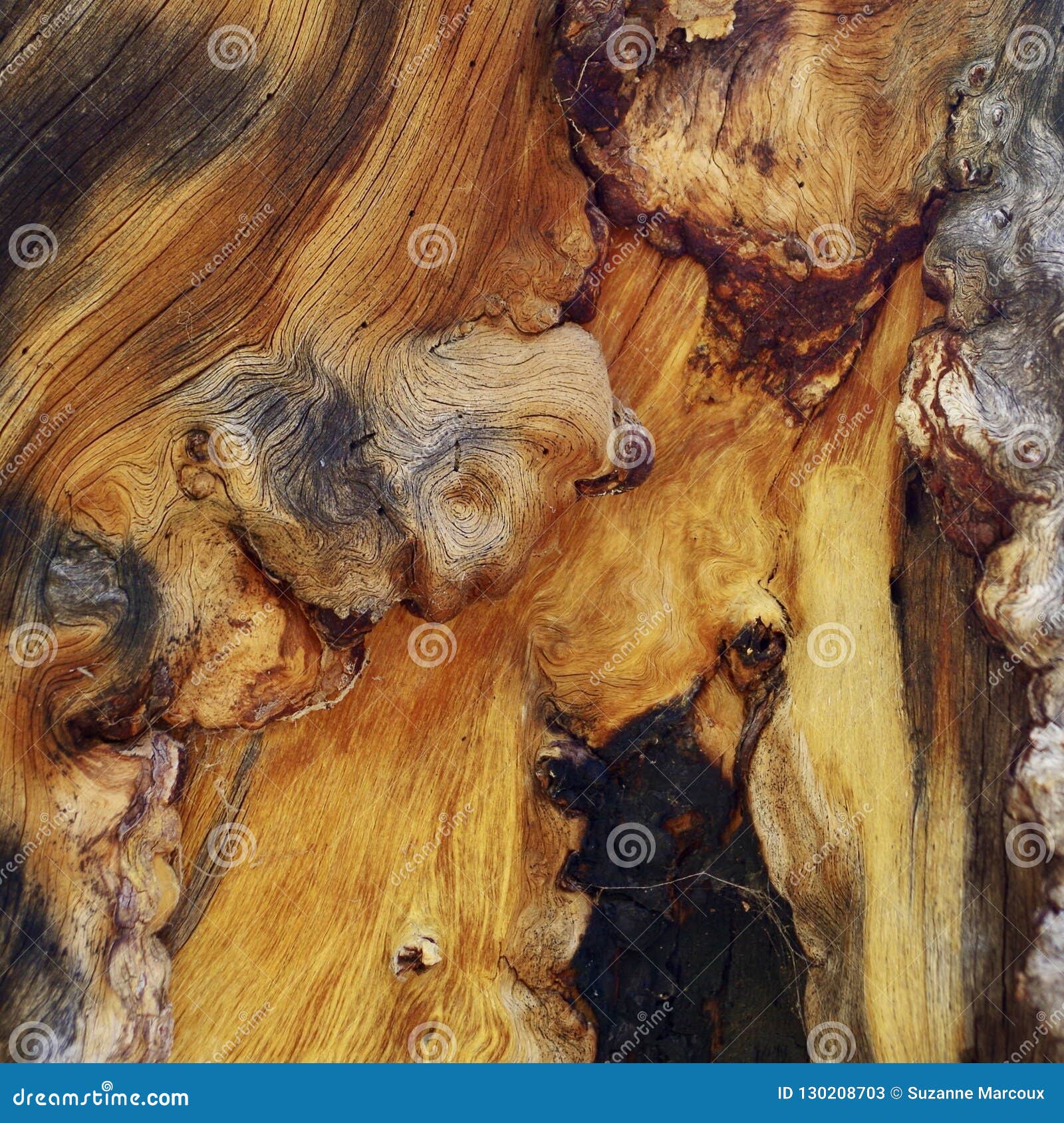 Knotted Tree Root Along Trails of Mount Charleston, Nevada Stock Image ...