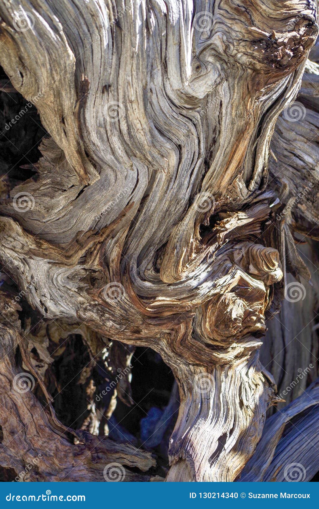 Knotted Tree Root Along Trails of Mount Charleston, Nevada Stock Photo ...