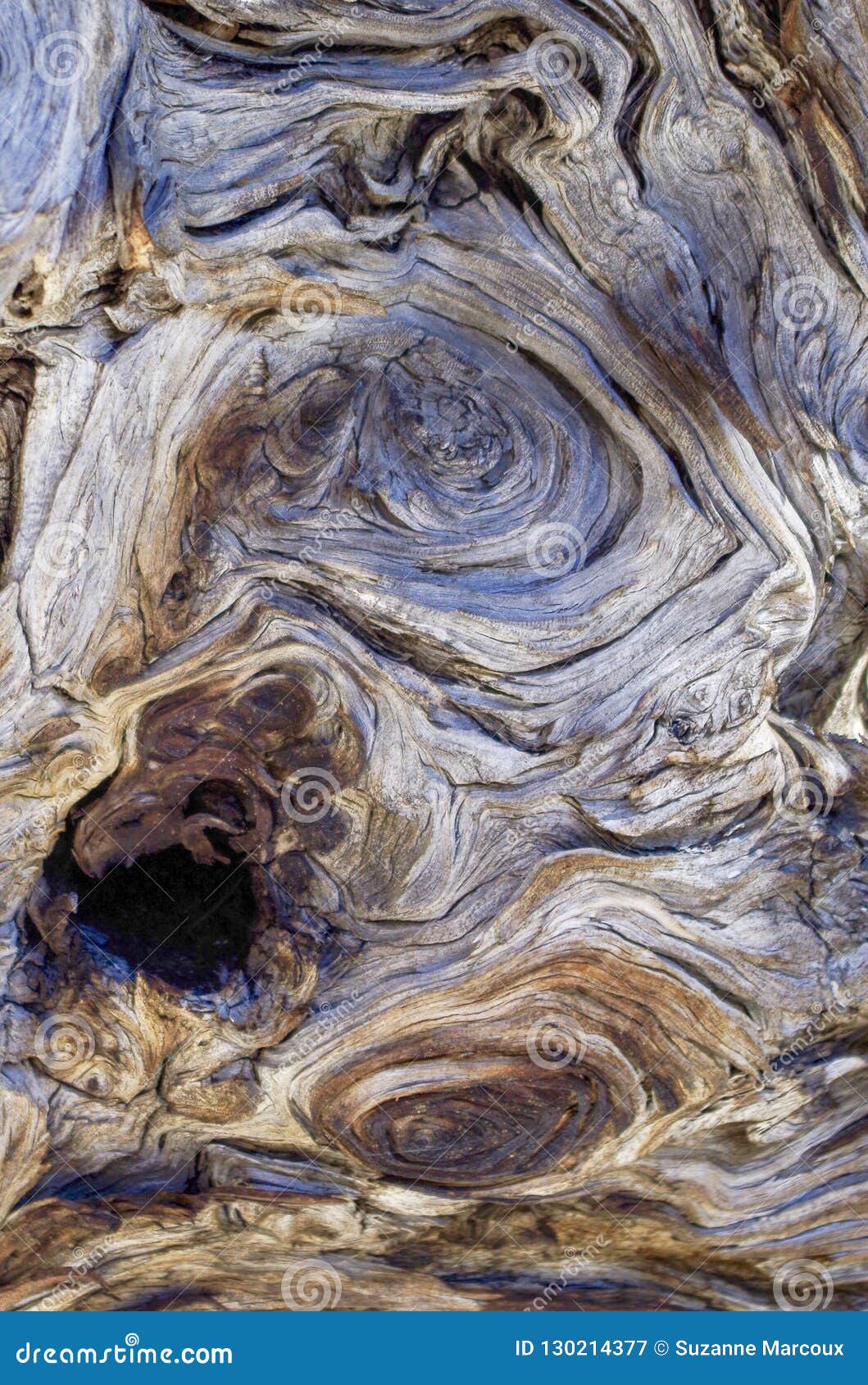 Knotted Tree Root Along Trails of Mount Charleston, Nevada Stock Image ...