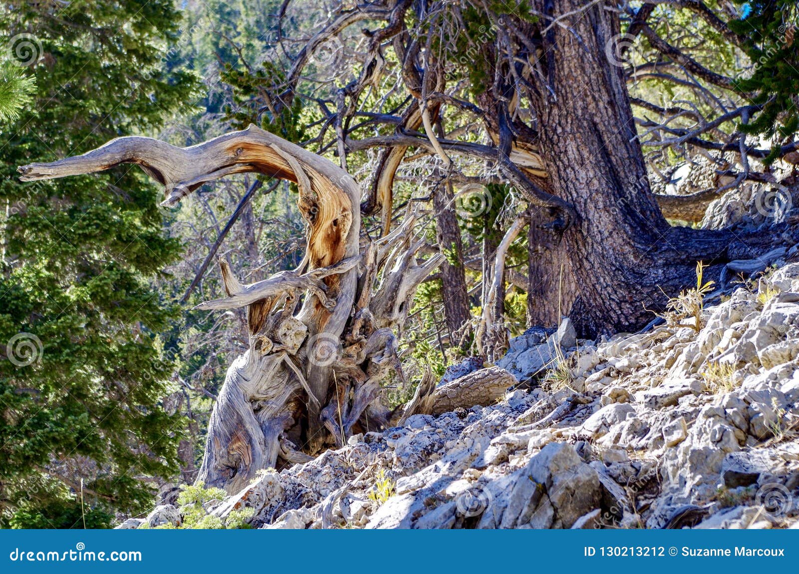 Knotted Tree Root Along Trails of Mount Charleston, Nevada Stock Photo ...