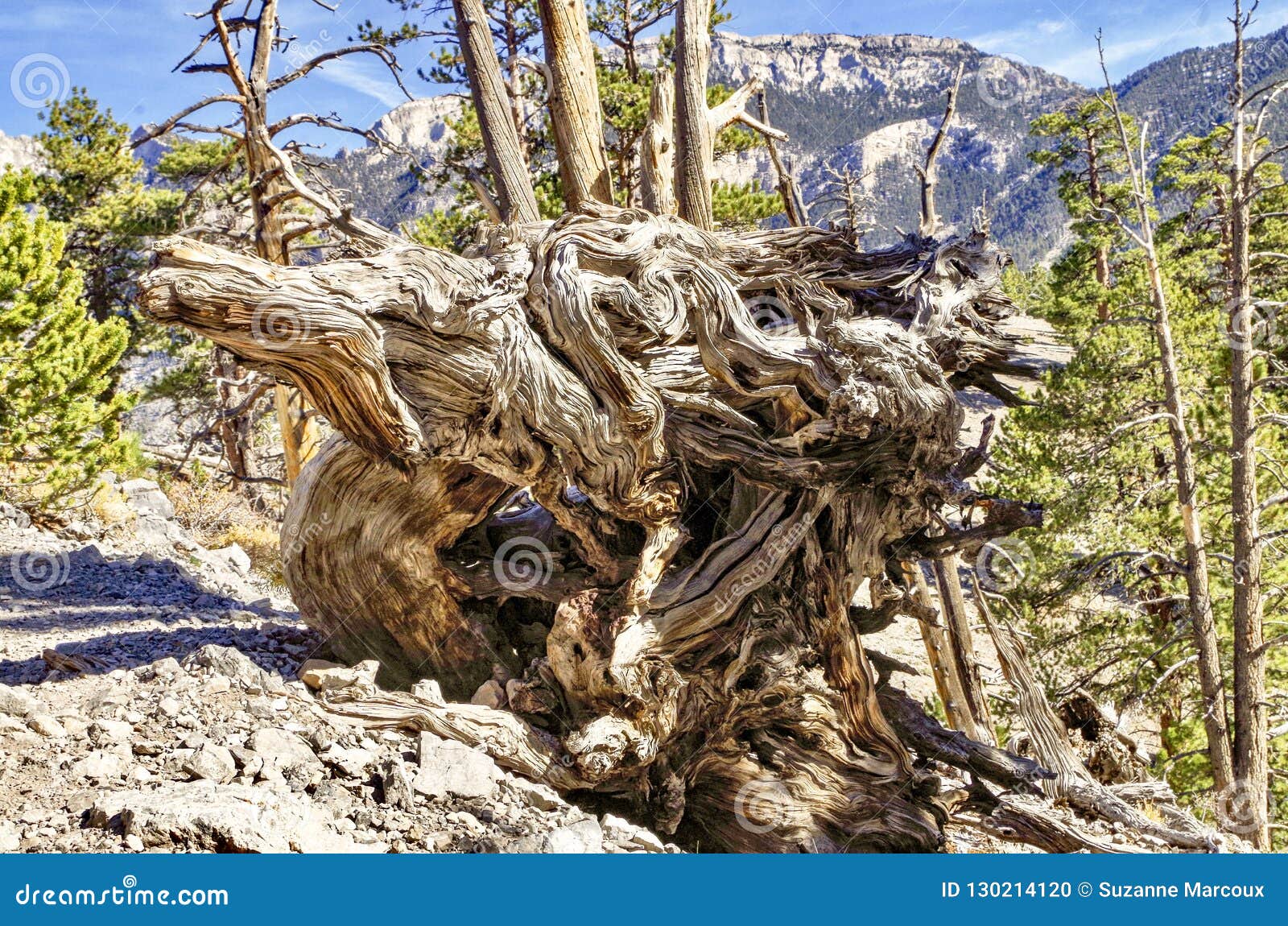 Knotted Tree Root Along Trails of Mount Charleston, Nevada Stock Photo ...