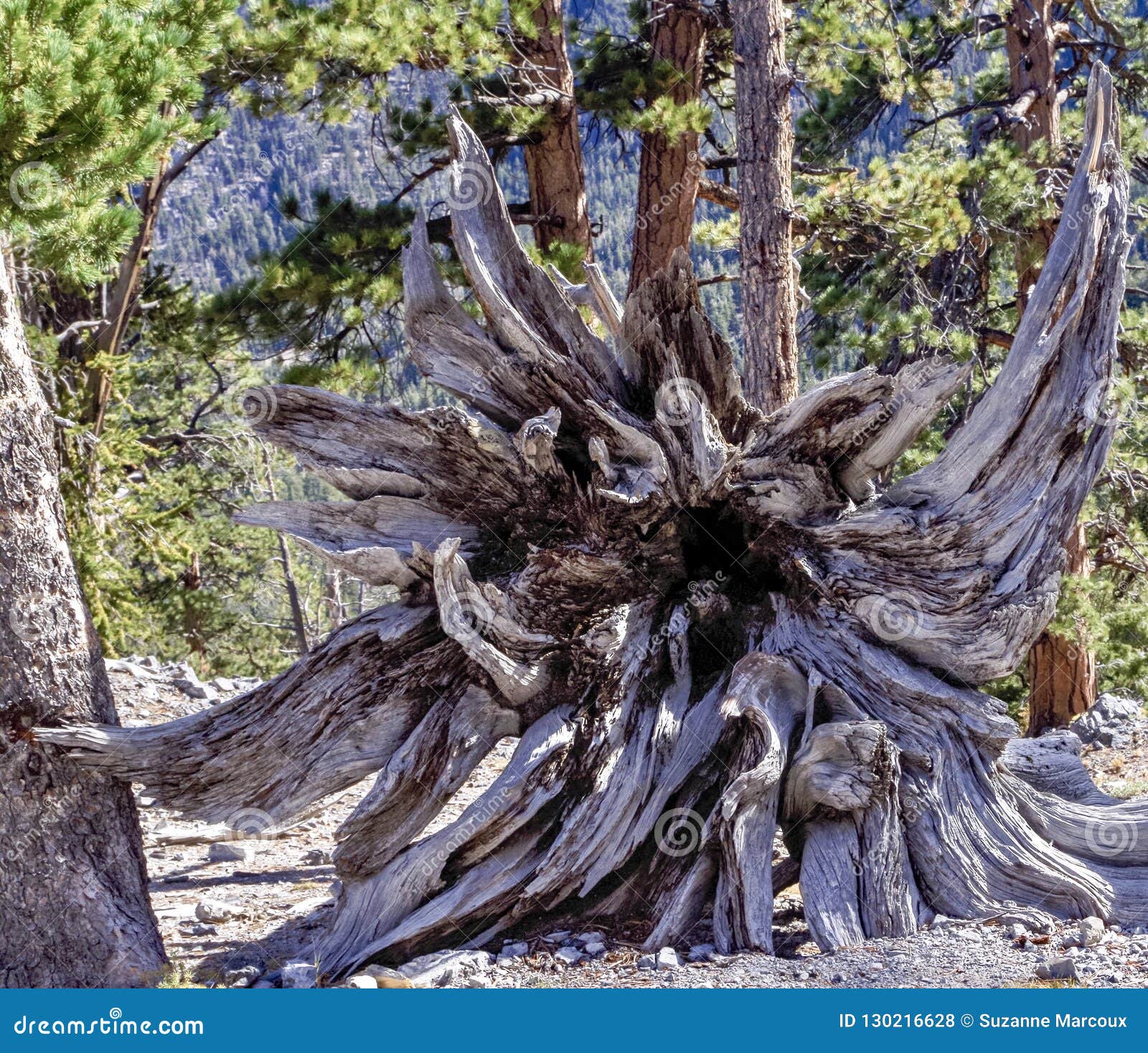 Knotted Tree Root Along Trails of Mount Charleston, Nevada Stock Photo ...