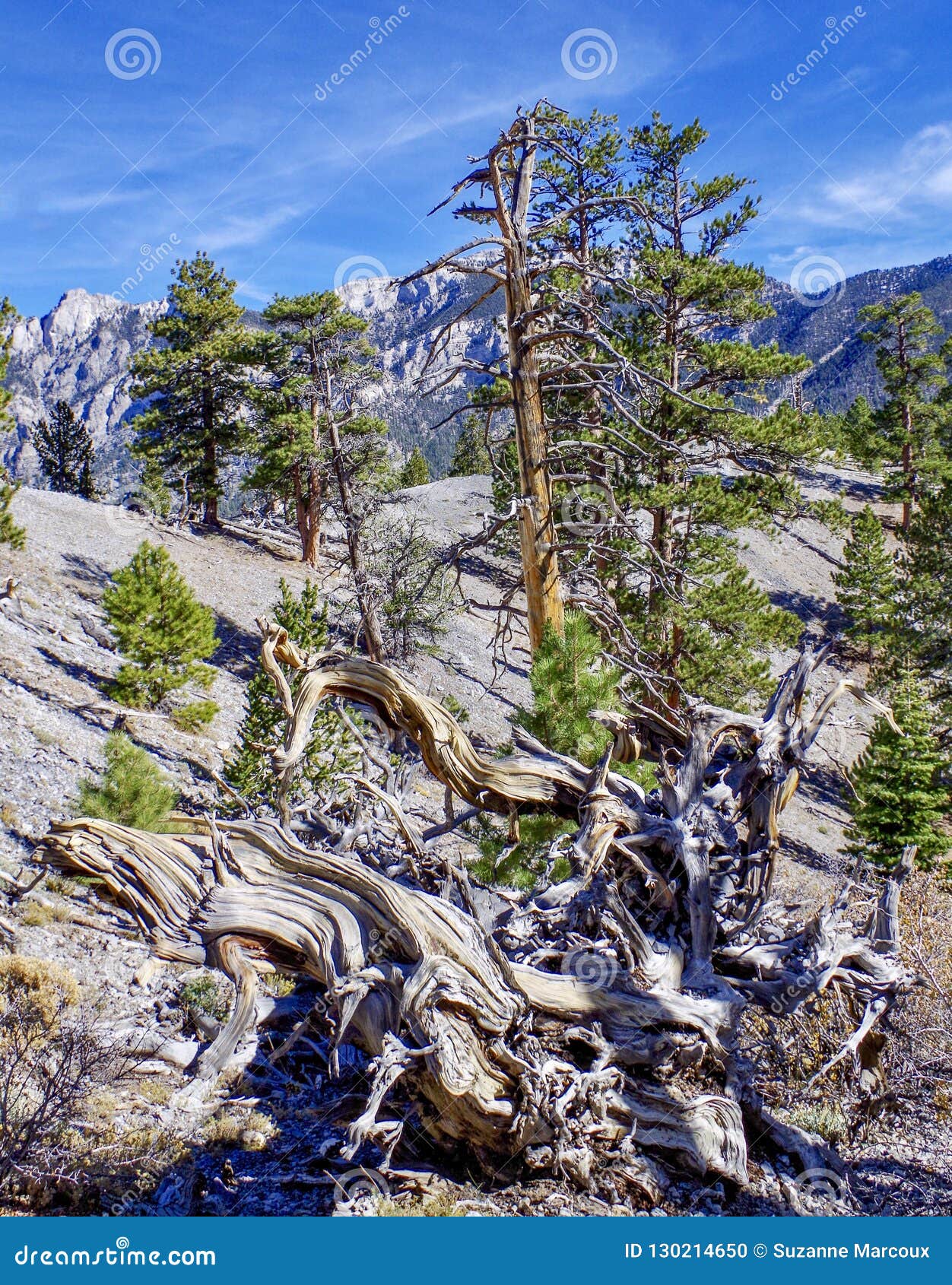 Knotted Tree Root Along Trails of Mount Charleston, Nevada Stock Photo ...