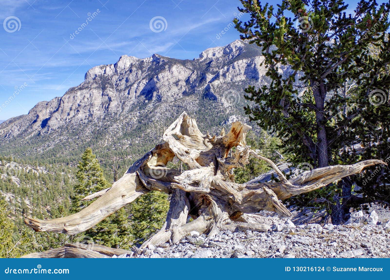 Knotted Tree Root Along Trails of Mount Charleston, Nevada Stock Photo ...