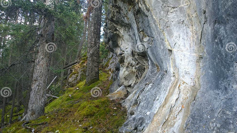 Knotted tree trunk stock image. Image of tree, thicket - 80301875