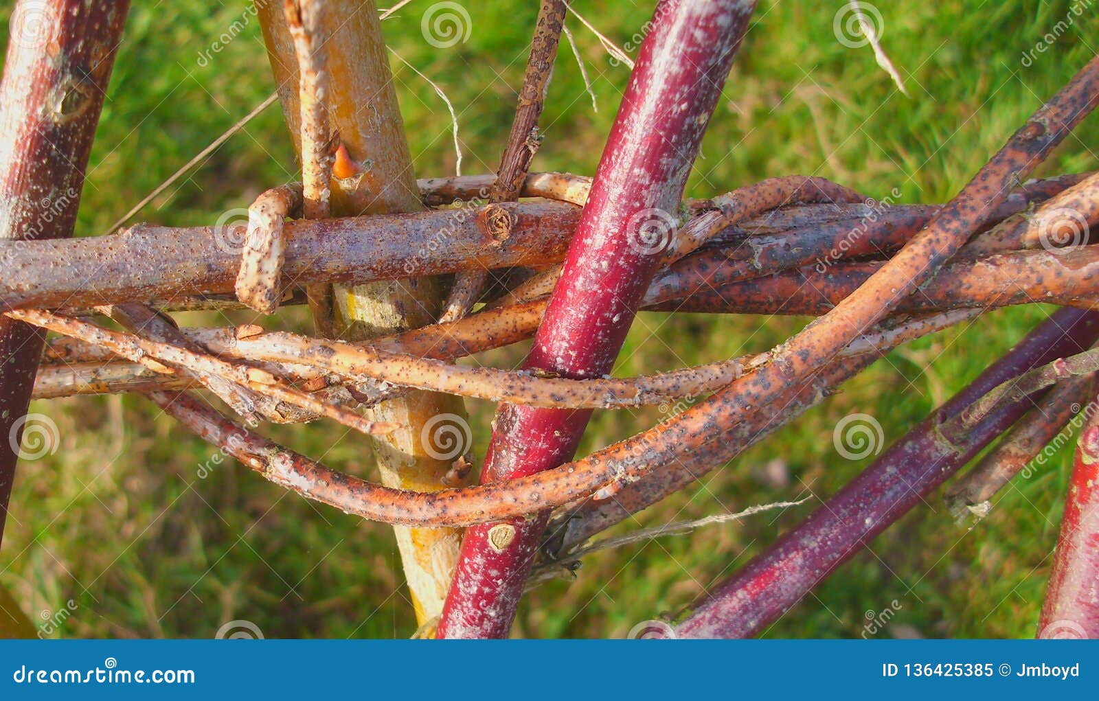 Knotted Willow Stems stock image. Image of shoots, natural - 136425385