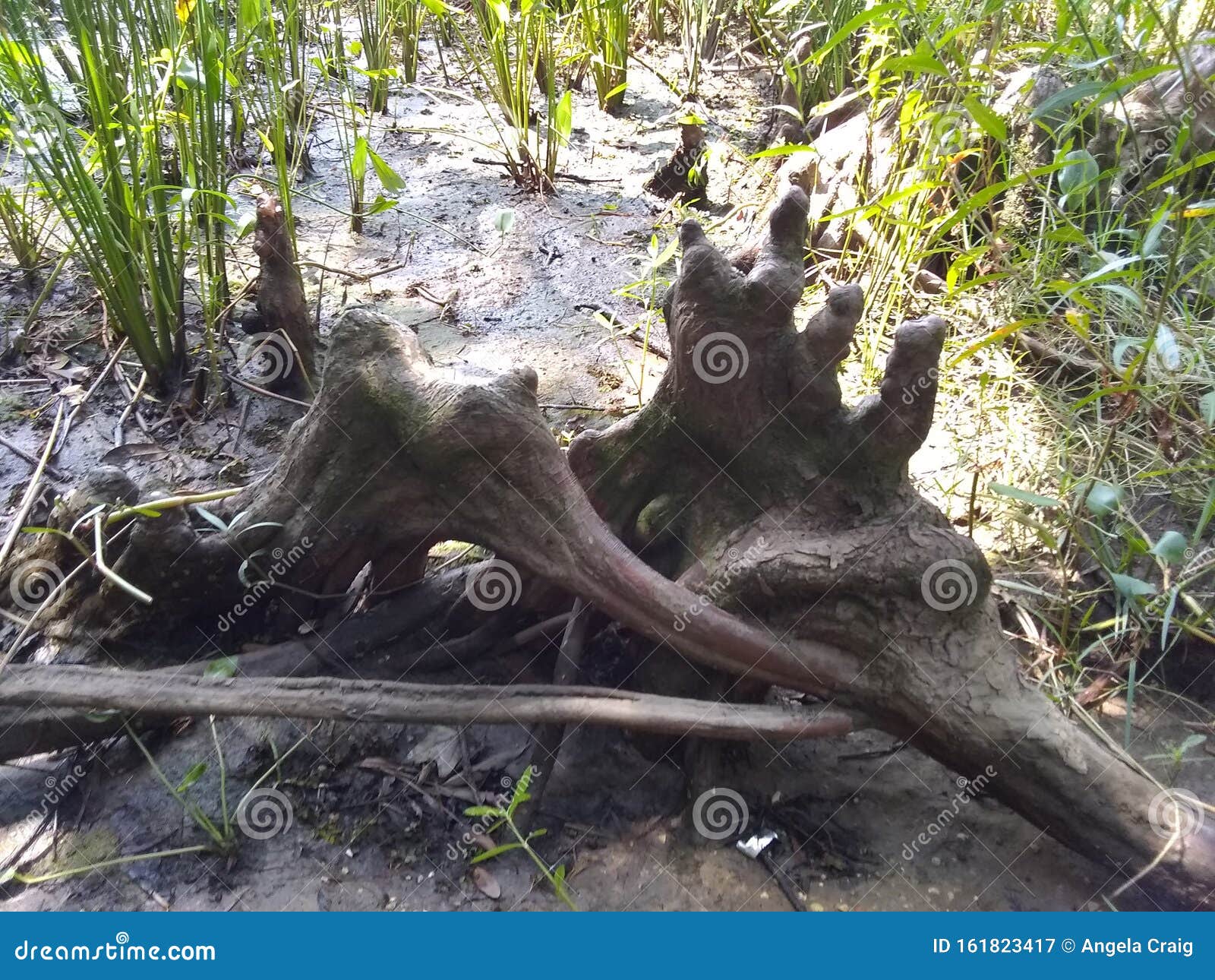 Knotty Cedar Roots stock image. Image of knotty, cedar - 161823417