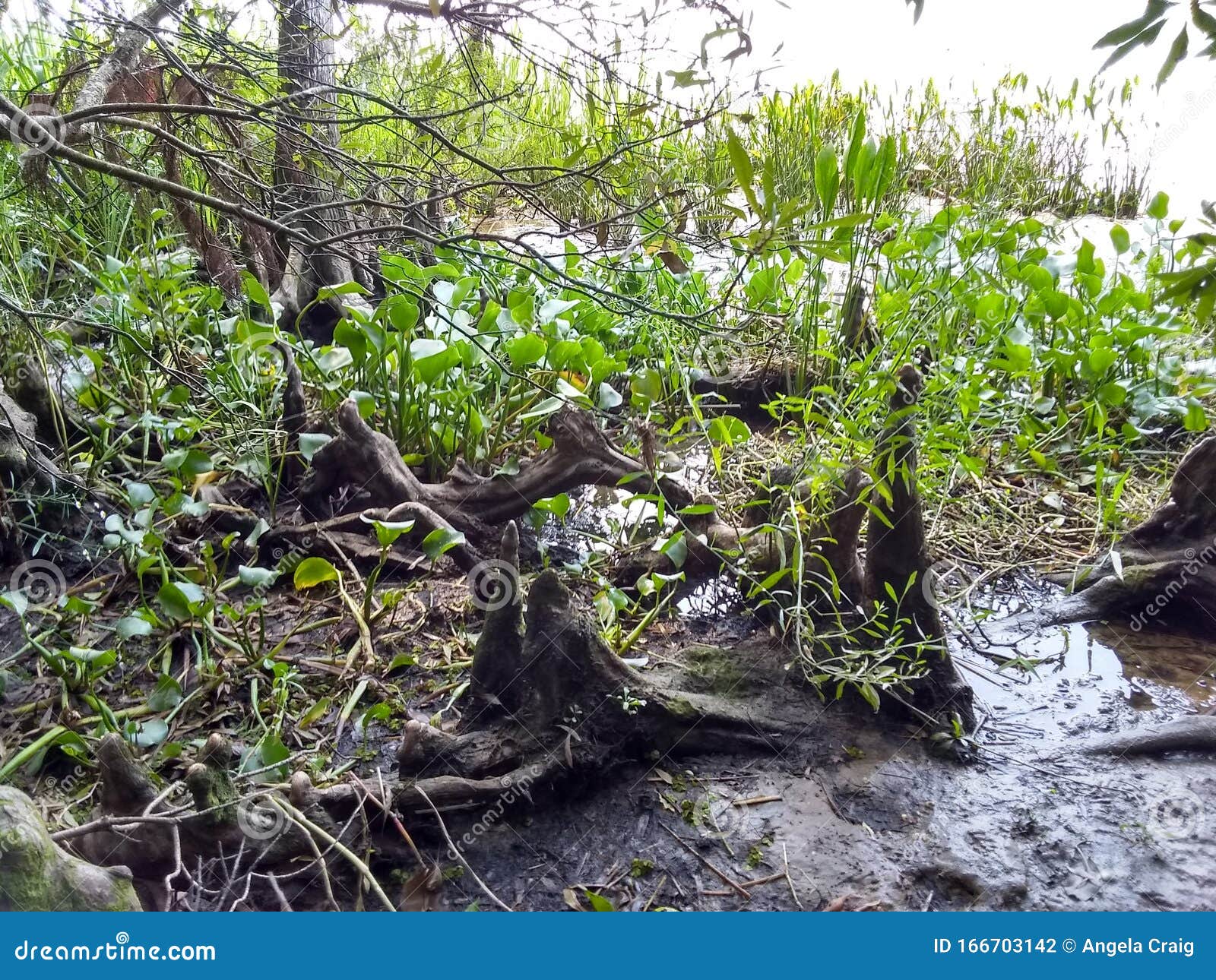 Knotty Cedar Roots stock photo. Image of nature, knotty - 166703142
