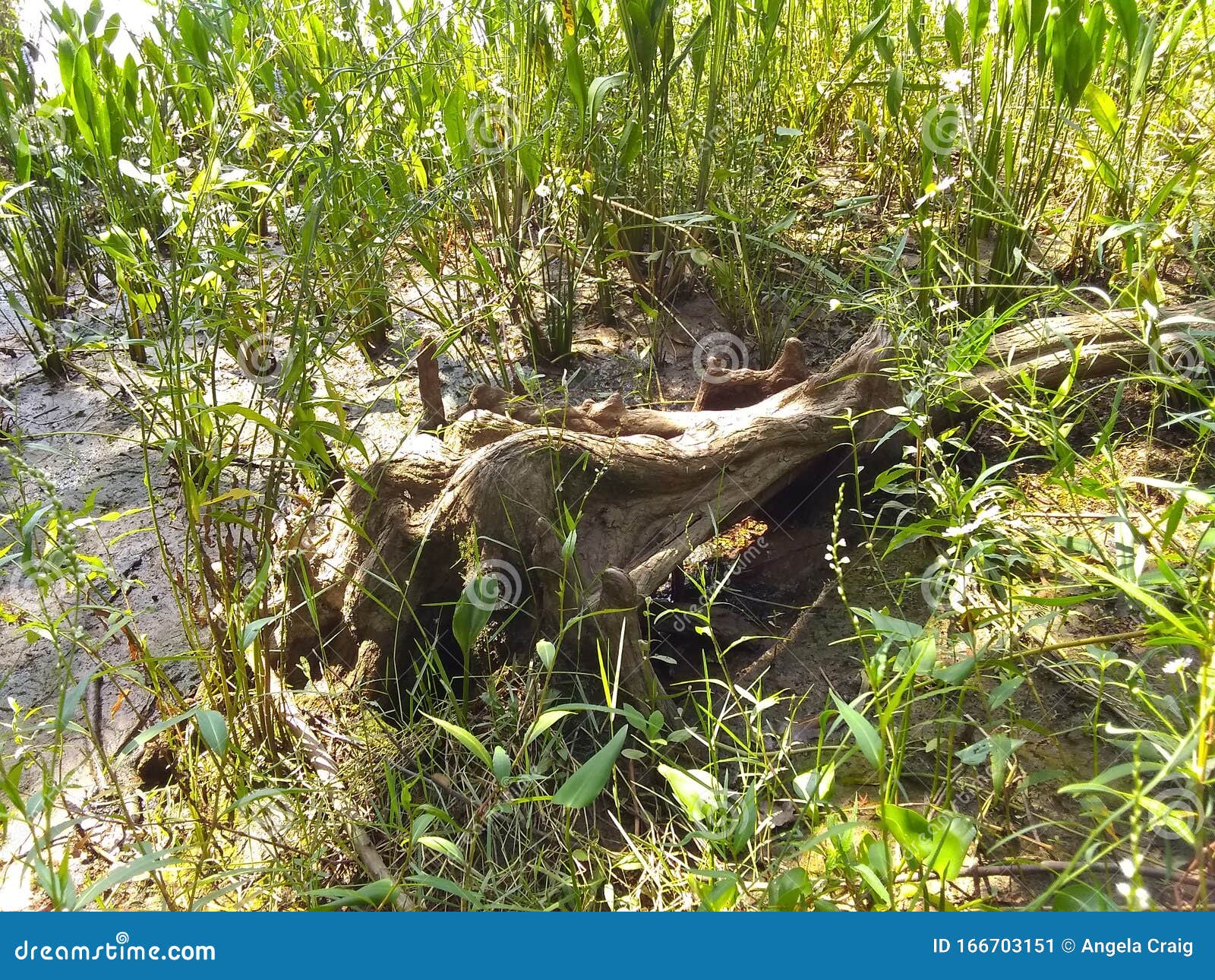 Knotty Cedar Roots stock image. Image of river, nature - 166703151