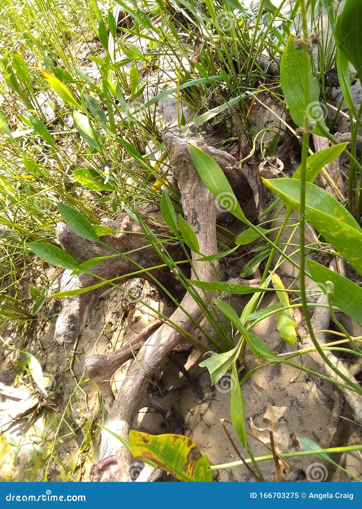 Knotty Cedar Roots stock image. Image of river, cedar - 166703275