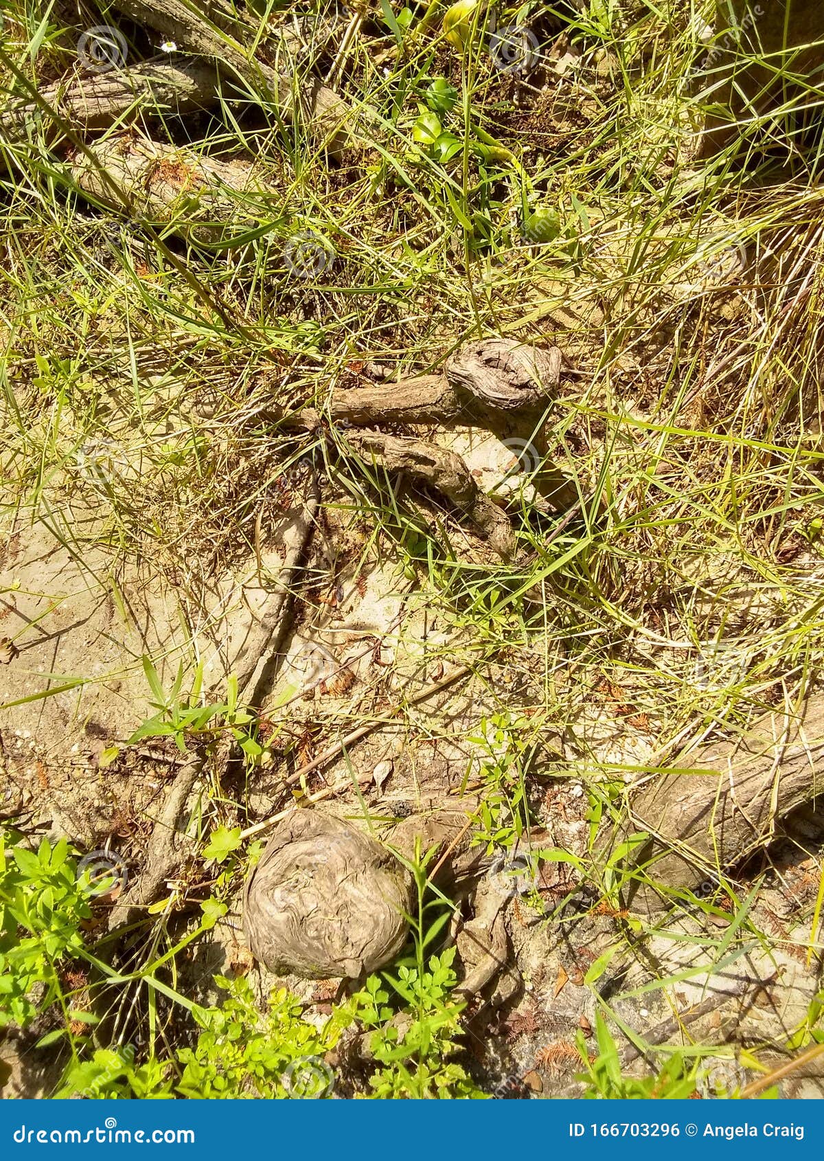 Knotty Cedar Roots stock photo. Image of knotty, roots - 166703296