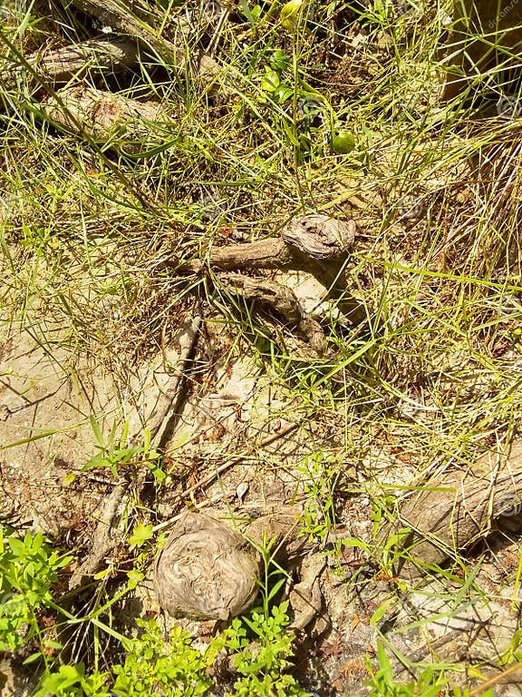 Knotty Cedar Roots stock photo. Image of knotty, roots - 166703296