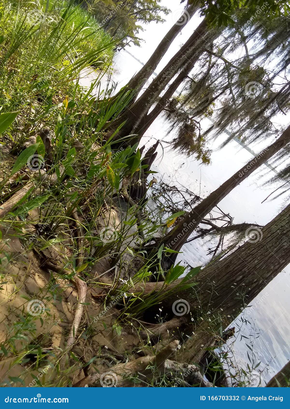 Knotty Cedar Roots stock photo. Image of cedar, knotty - 166703332