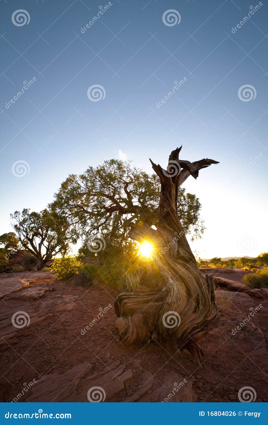 Juniper Tree In Front Of Residential Cottage Stock Image ...